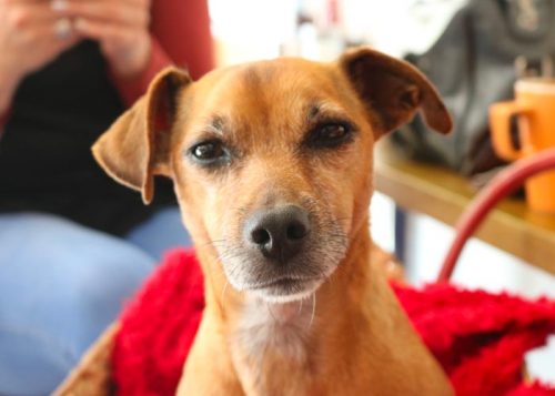 Dog friendly Cafes & Restaurants in St Ives